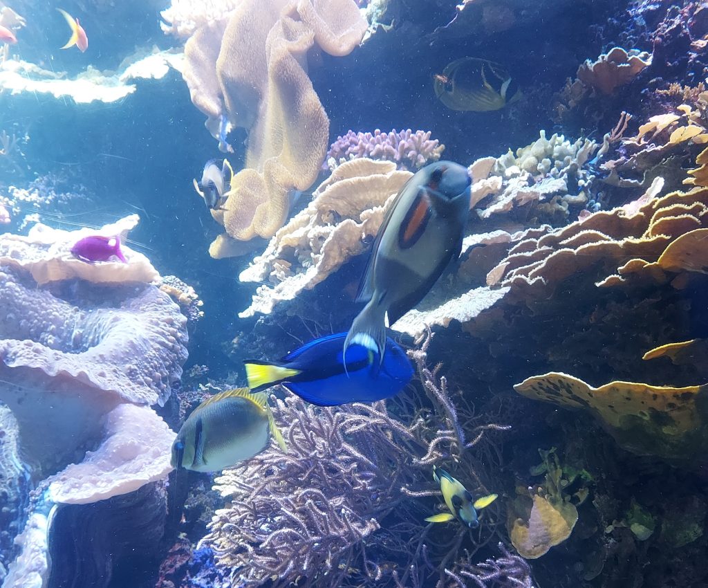 About LadyFish Aquatics | Passionate Fish & Aquarium Care