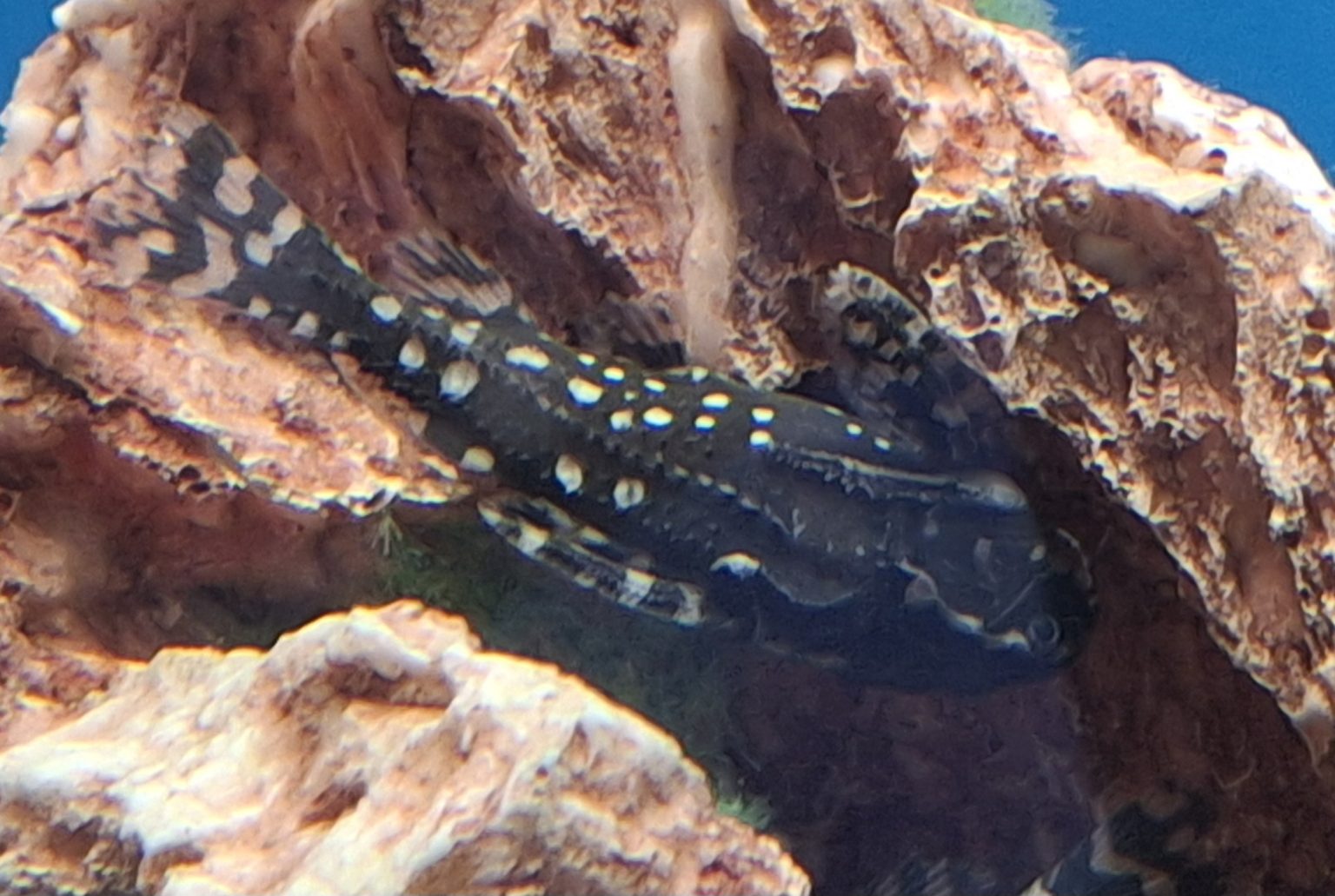 Spotted Raphael Catfish | LadyFish Aquatics