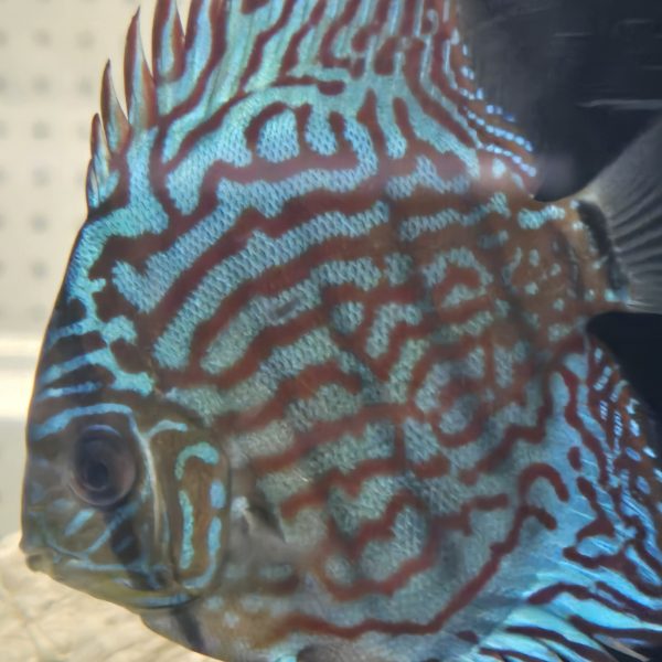 Discus - LadyFish Aquatics