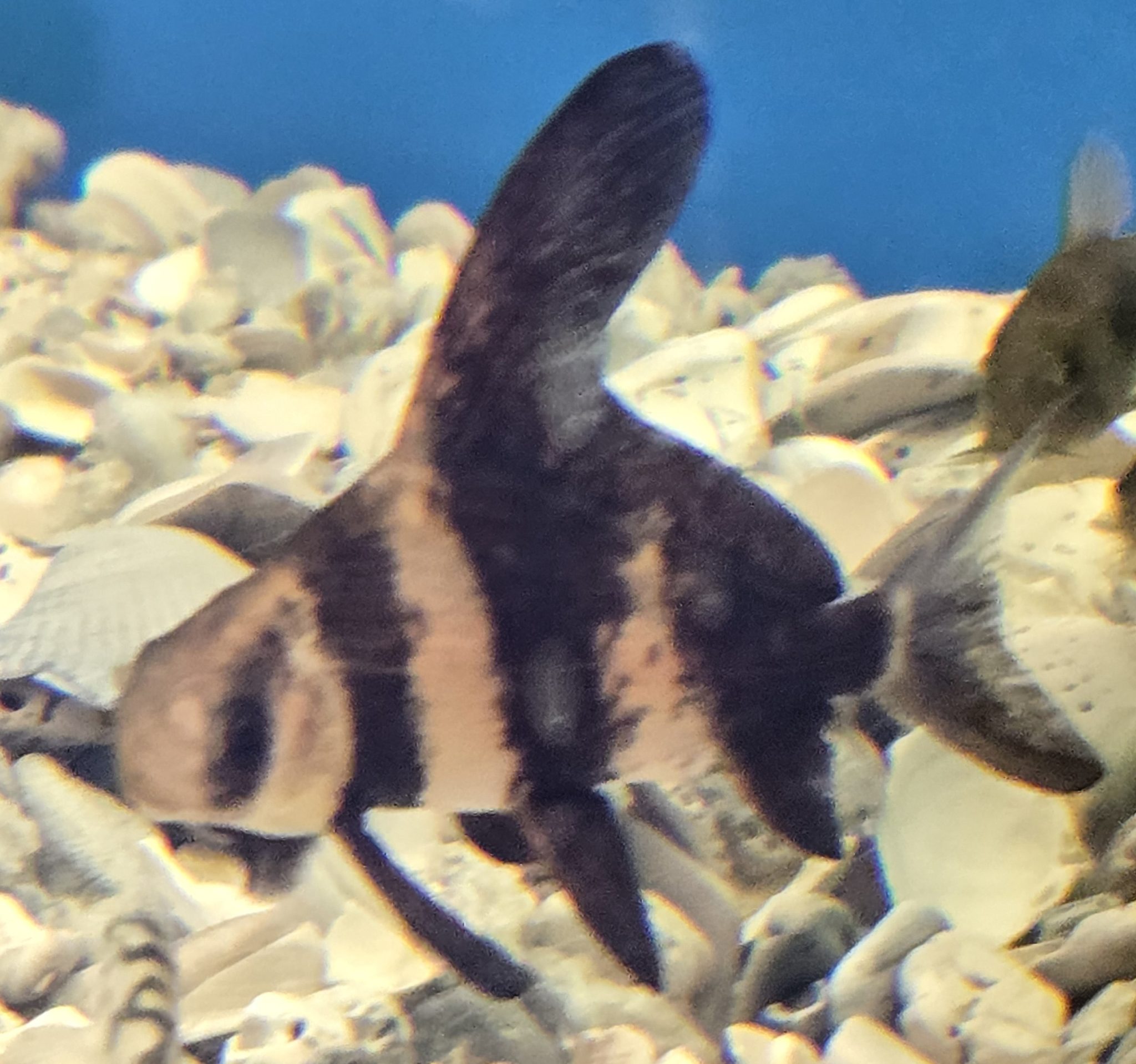 High Fin Banded Shark | LadyFish Aquatics Dayton