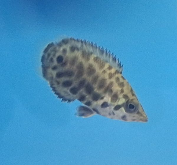Leopard Bush Fish | LadyFish Aquatics
