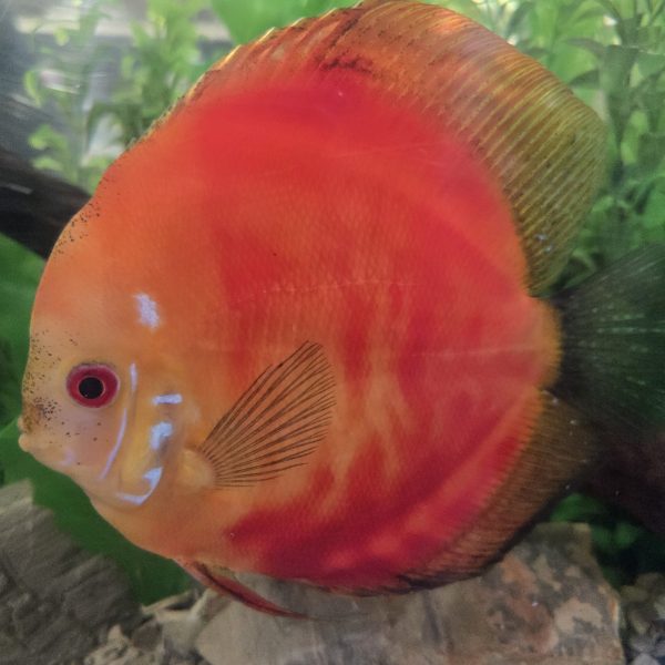 Discus - LadyFish Aquatics